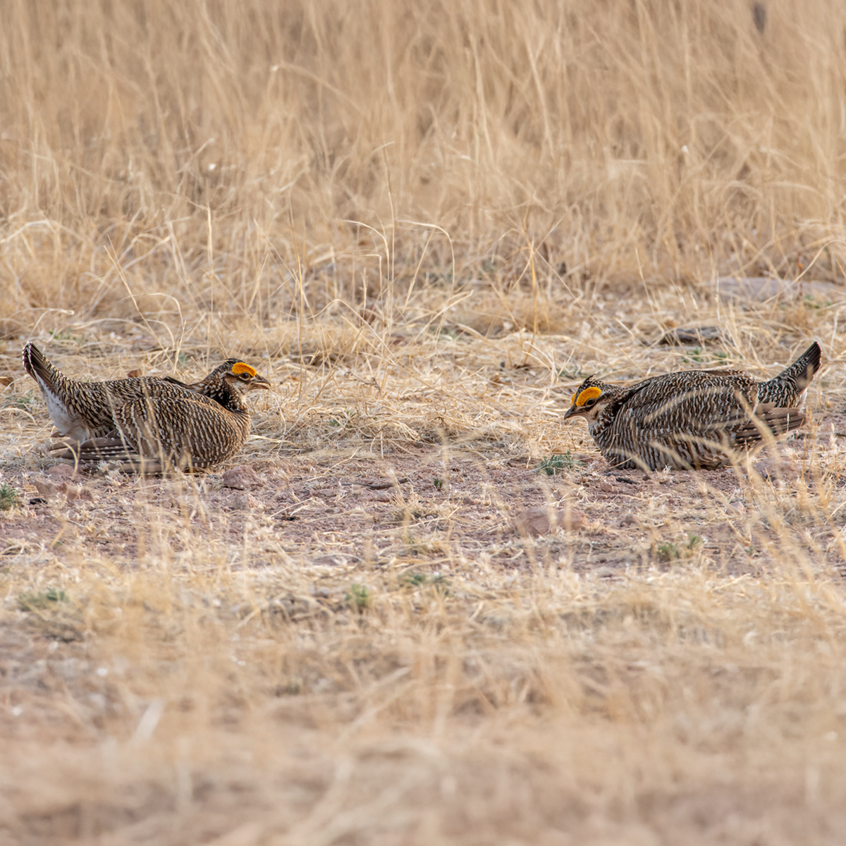 Lesser Prairie-Chicken Conservation Bank Balances Development With ...