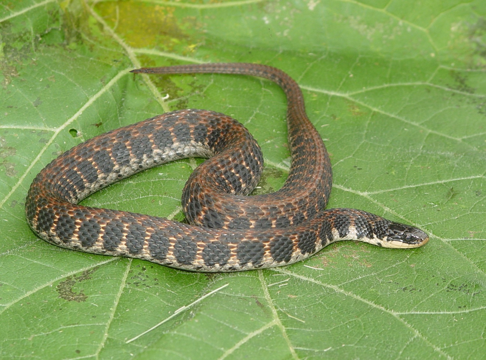 White Paper | Protected Species Management